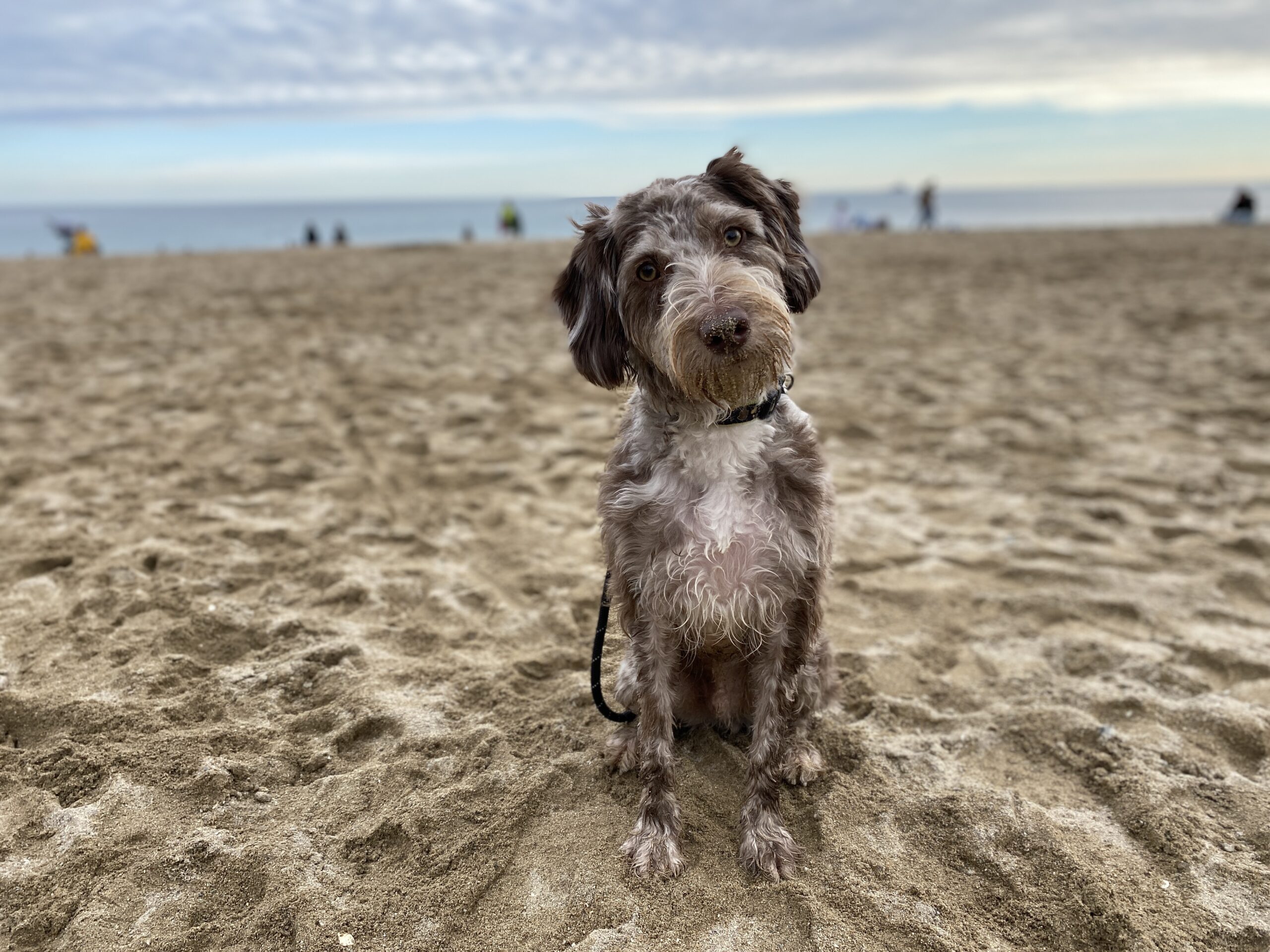 The best dog-friendly beaches in Cornwall all-year-round